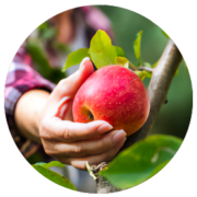 Groupe Valade – Valade, spécialiste de la valorisation des fruits ...